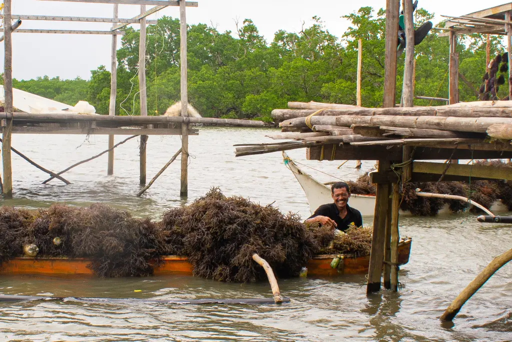 Reducción de la desigualdad y transición verde en la cadena de valor de las algas, Filipinas ...
